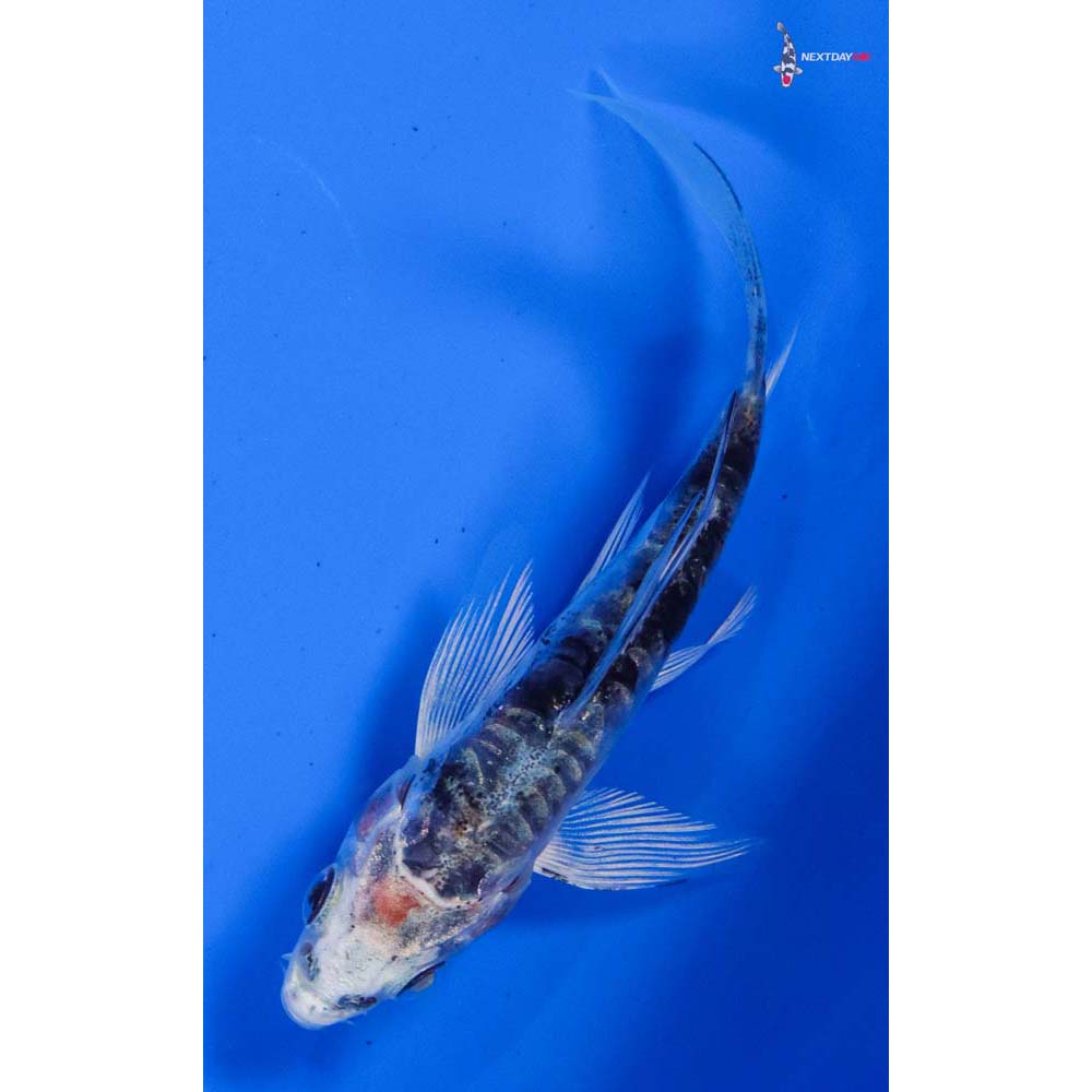 3.5” Imported Doitsu Gin Shiro Bekko Butterfly Koi | Next Day Koi | Koi ...