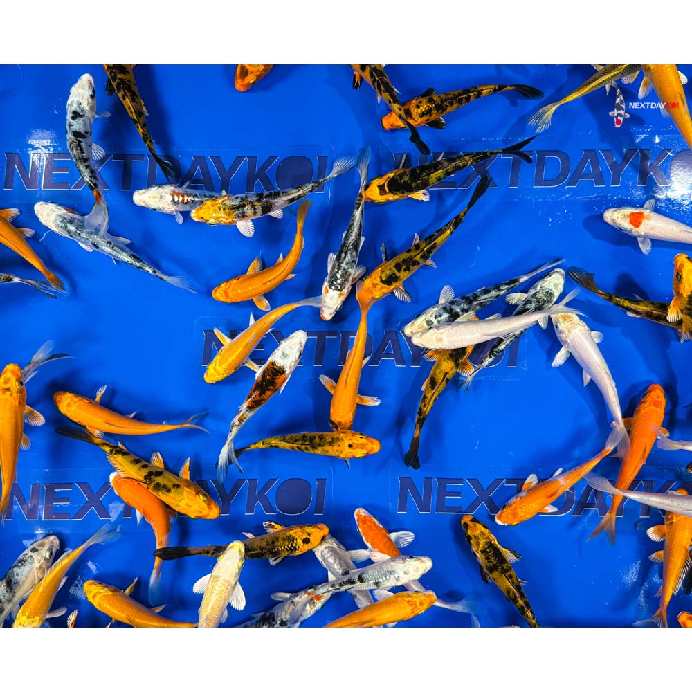 Imported Hikari Koi Mix | Next Day Koi | Koi Fish For Sale