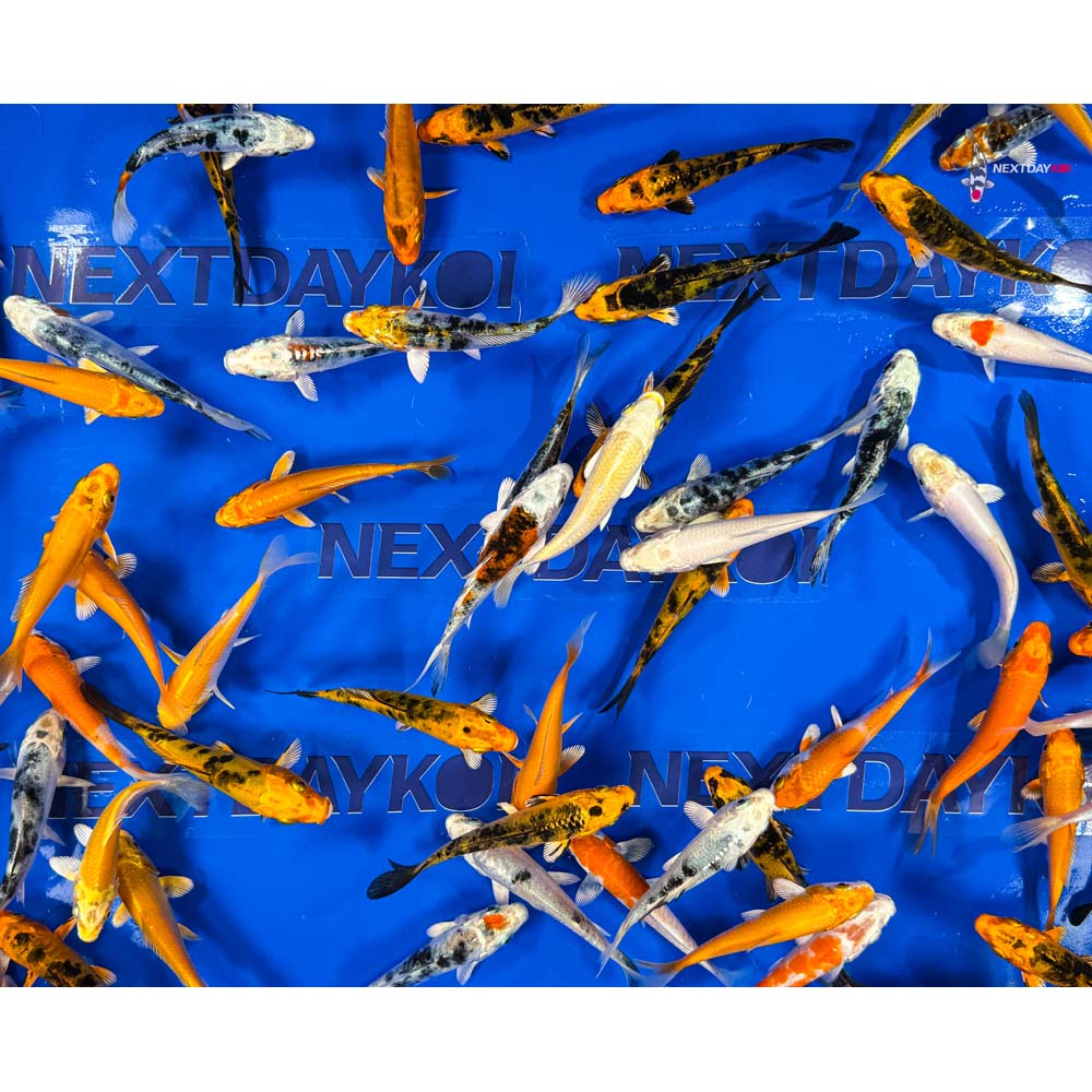 Imported Hikari Koi Mix | Next Day Koi | Koi Fish For Sale
